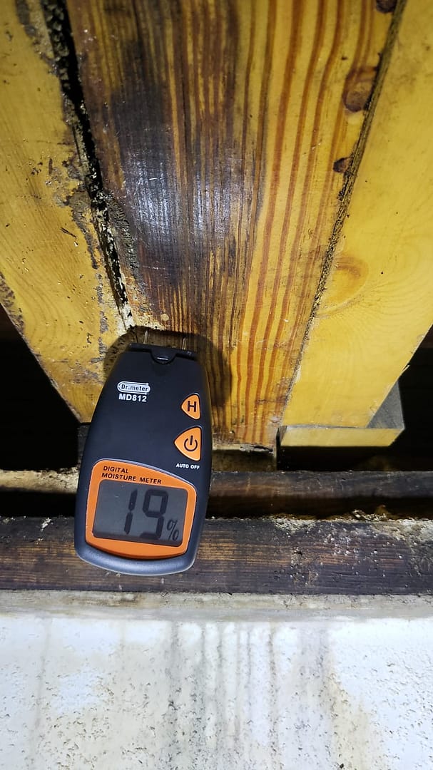 Vicios ocultos en la madera: daños y soluciones - EMPRESA CONTROL DE ...